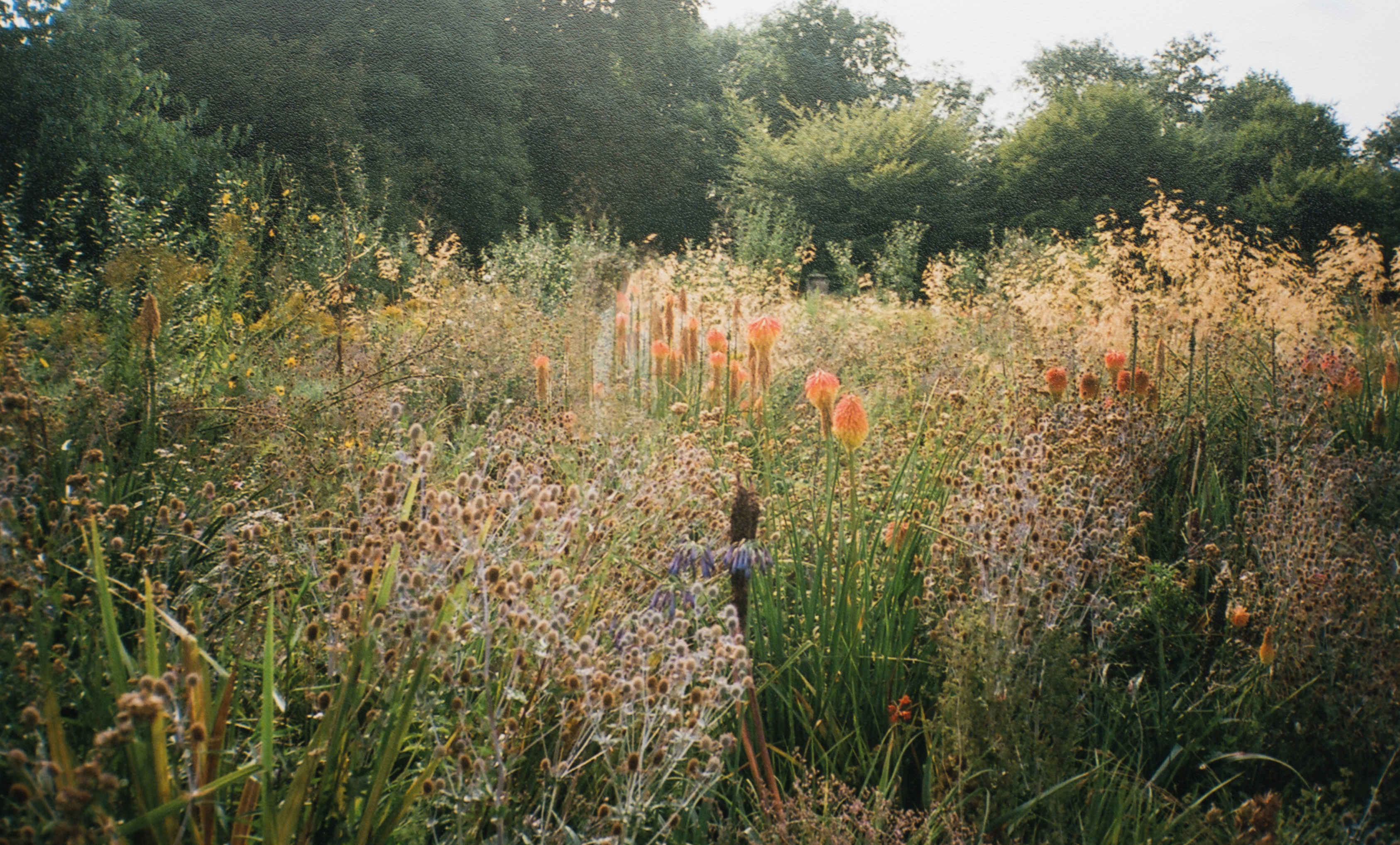 Floom Sounds: from the jungle to the garden | Floom