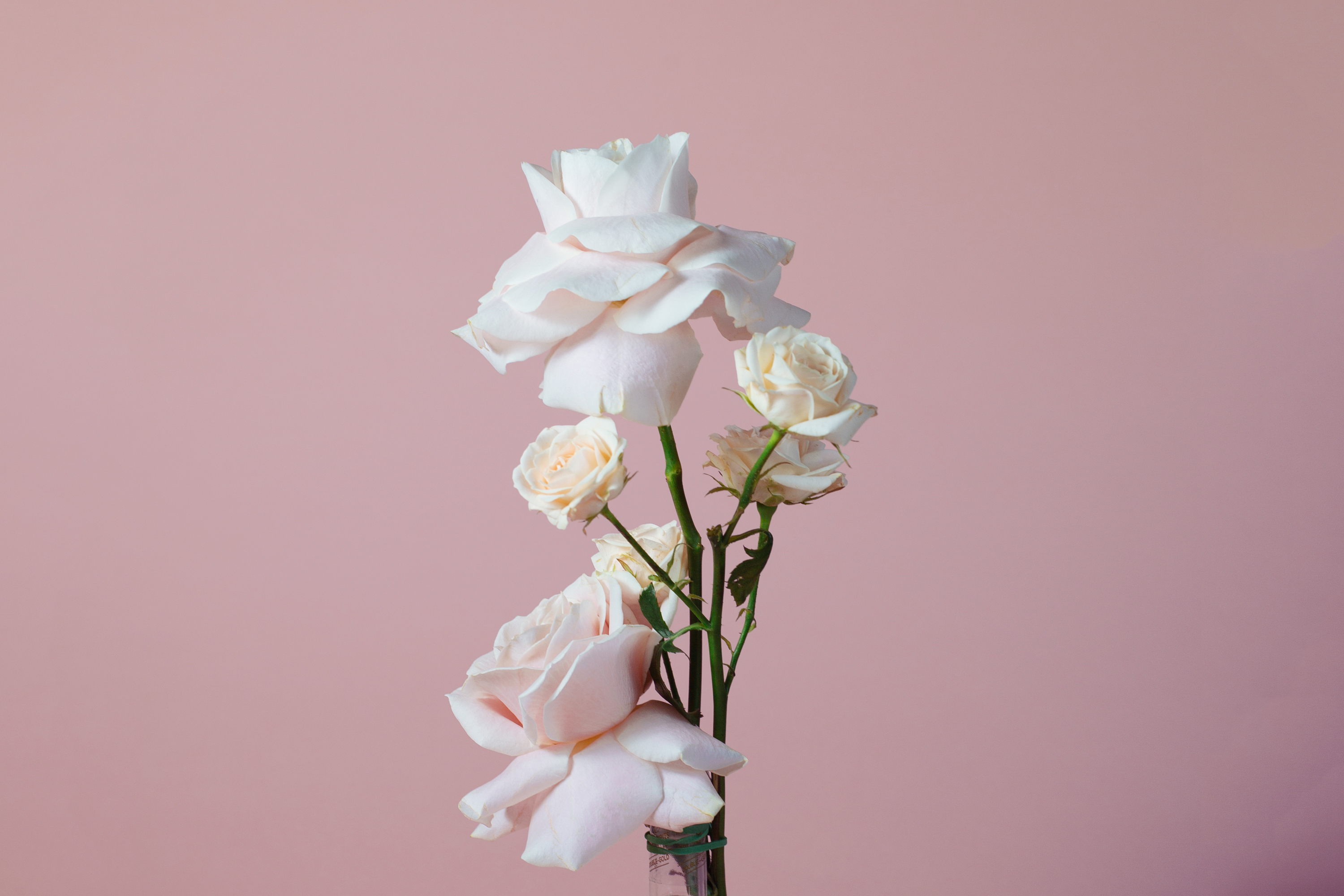 Floom Sounds: A Rose Is A Rose | Floom