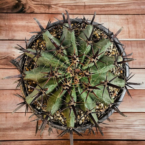 Specimen Cactus - Phillo | Plants | Floom