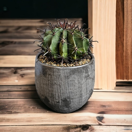 Specimen Cactus - Phillo | Plants | Floom