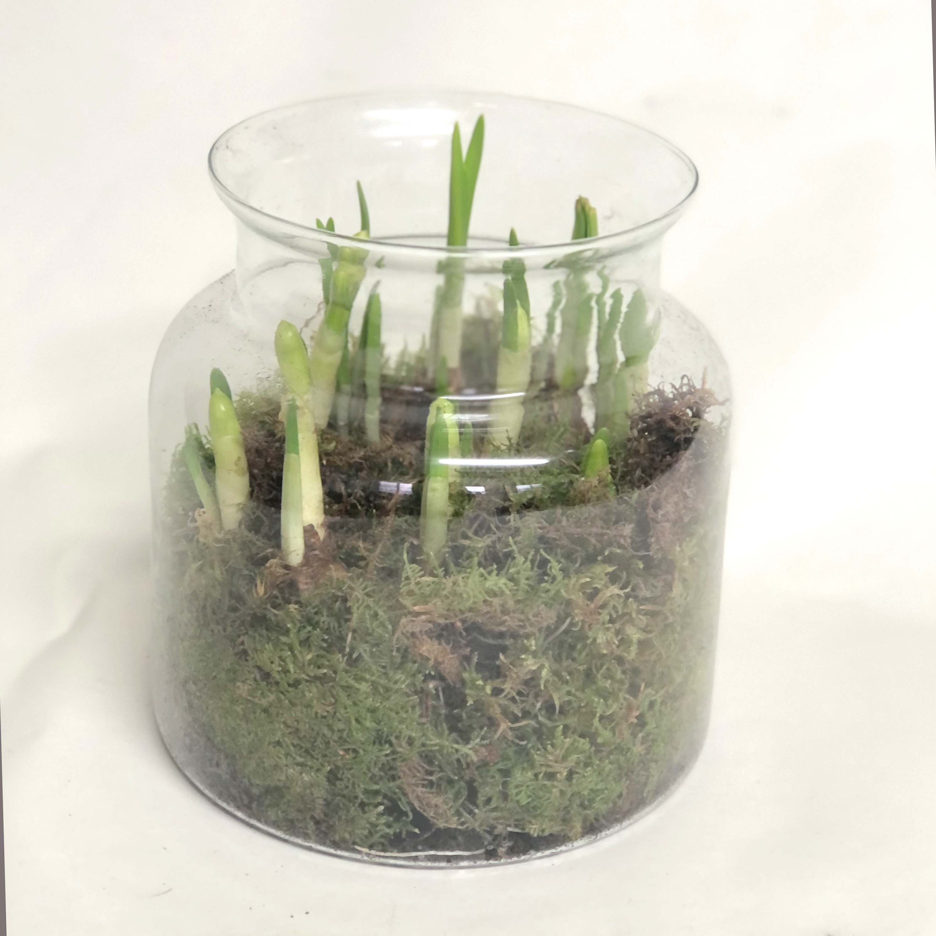 spring terrarium - Rose & Mary | Plants | Floom