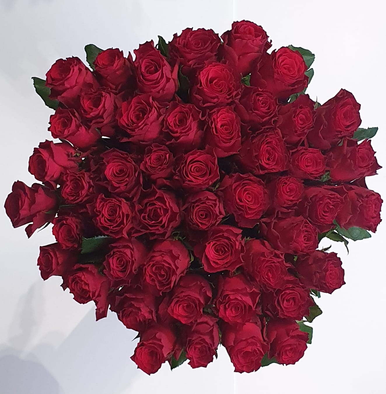 48 Red Roses - Phillo | Flowers | Floom