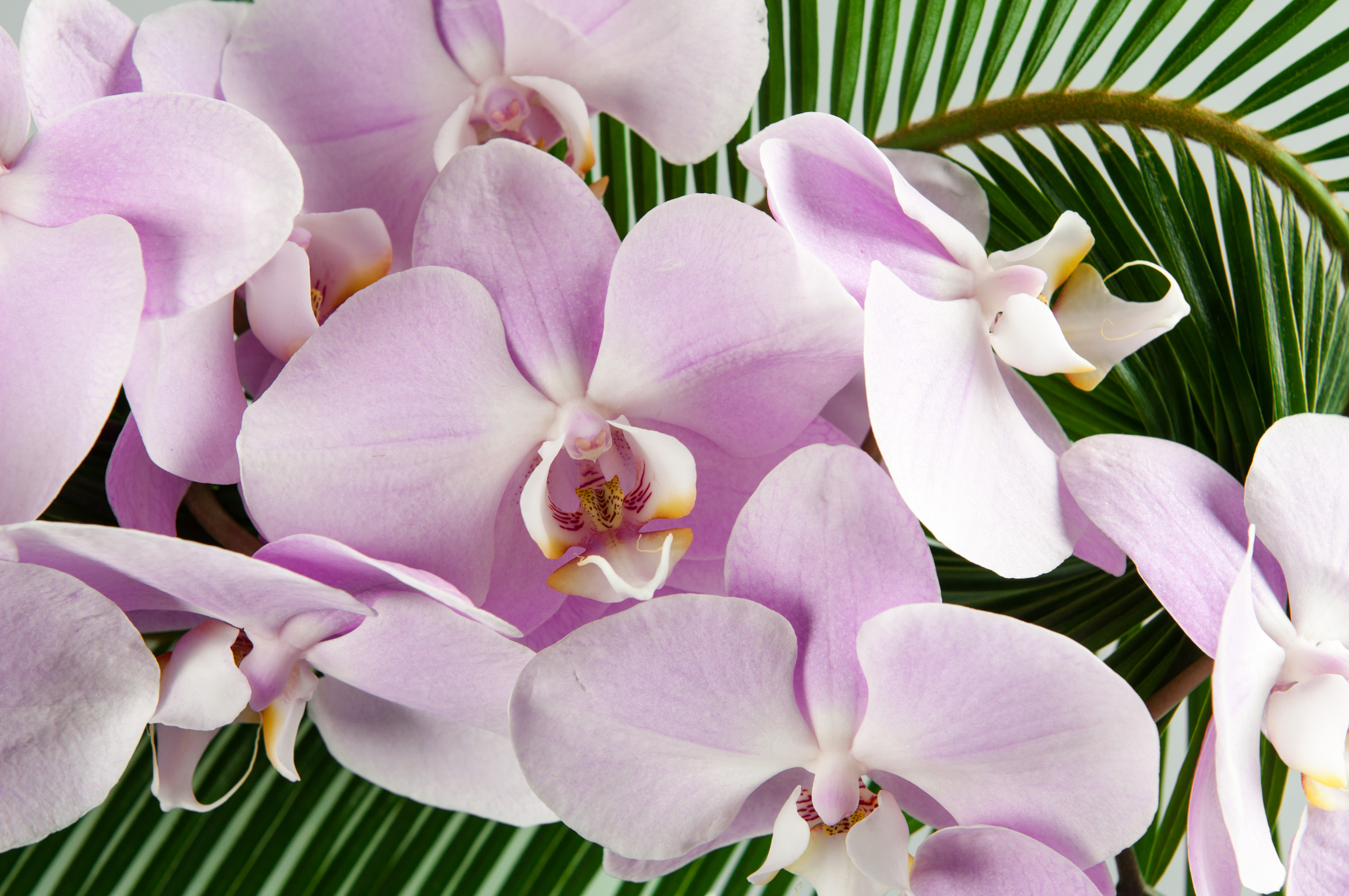 Birthday Flower Delivery | Birthday Flower Arrangements | Floom