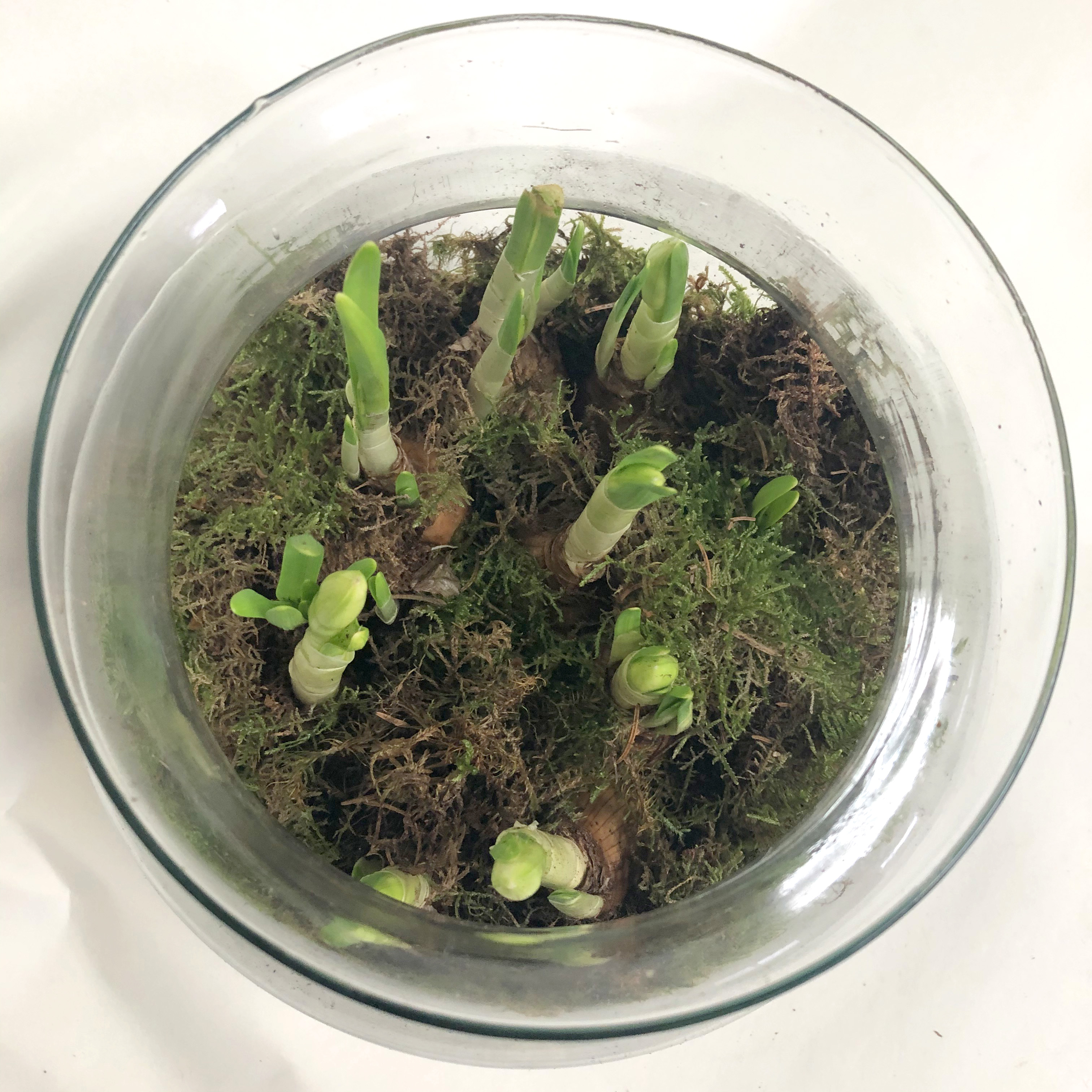 spring terrarium - Rose & Mary | Plants | Floom